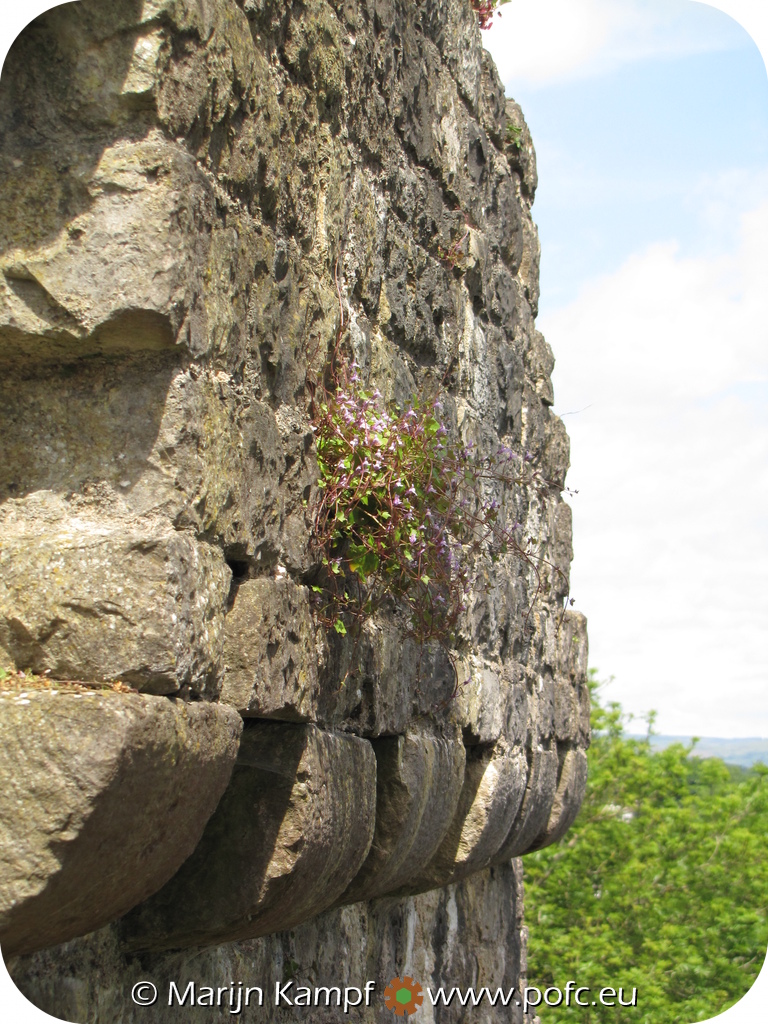 St Quentin's Castle Llanblethian (near Cowbridge, South Wales)